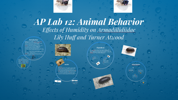 AP Lab 12: Animal Behavior by Lily Huff on Prezi