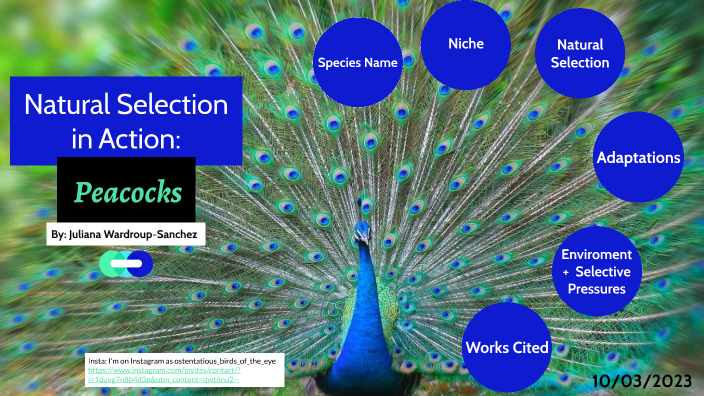 Peacock - AP Bio - Natural Selection Project by Juliana Wardroup ...