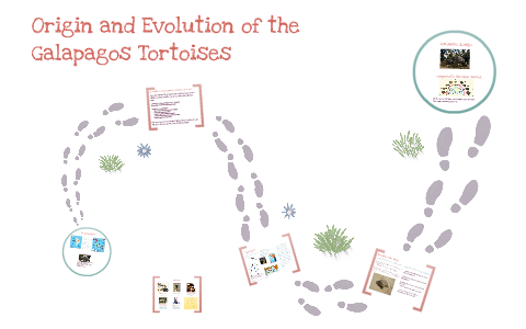 Origin and Evolution of the Galapagos Tortoises by Bhargavi Ramanathan ...