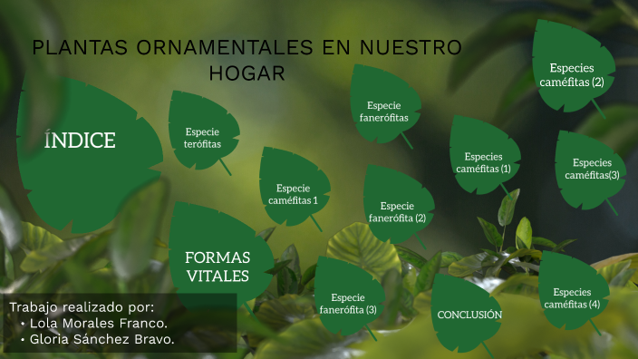 Plantas ornamentales by gloria sanchez bravo on Prezi