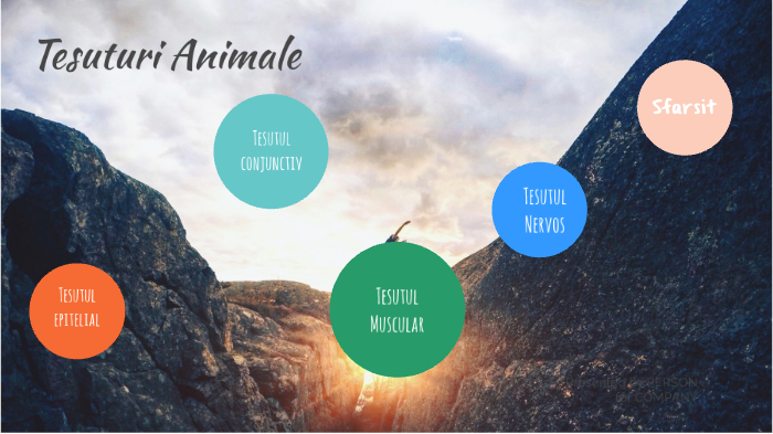 Tesuturi animale by Madalina Soare on Prezi