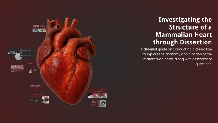 Investigating the Structure of a Mammalian Heart through Dissection by ...