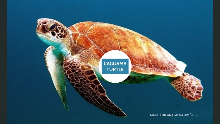 CAGUAMA TURTLE by Ana Mena Jiménez on Prezi