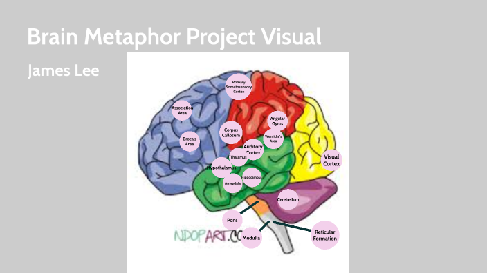 Brain Metaphor Project Visual by James Lee on Prezi