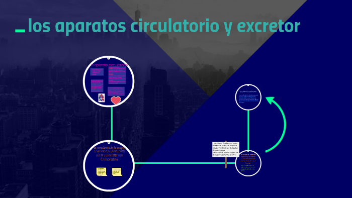 los aparatos circulatorio y excretor by Eva Gamero Trillo on Prezi