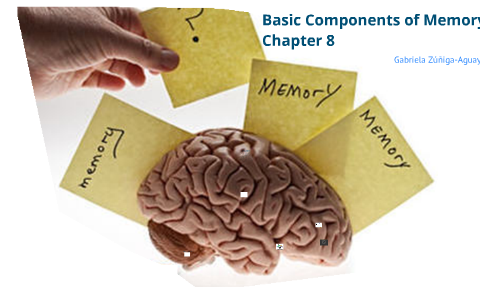 Basic Components of Memory by Gabriela Aguayo on Prezi