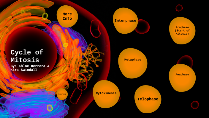 Mitosis Model Project by Khloe Herrera on Prezi