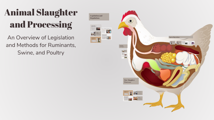 Animal Slaughter and Processing by Victoria Ngo on Prezi