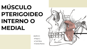 Origen E Inserción Del Músculo Pterigoideo Lateral