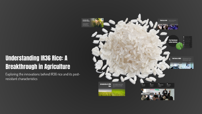 Understanding IR36 Rice: A Breakthrough in Agriculture by Hamza ...