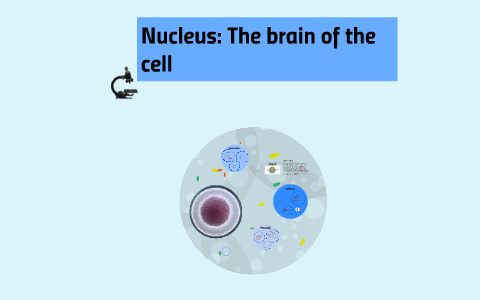Nucleus: The brain of the cell by Shaun Laus on Prezi