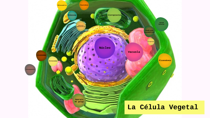 La Célula Vegetal: Ignacio Lema - Gustavo Perez - Franco Uribe by ruben ...