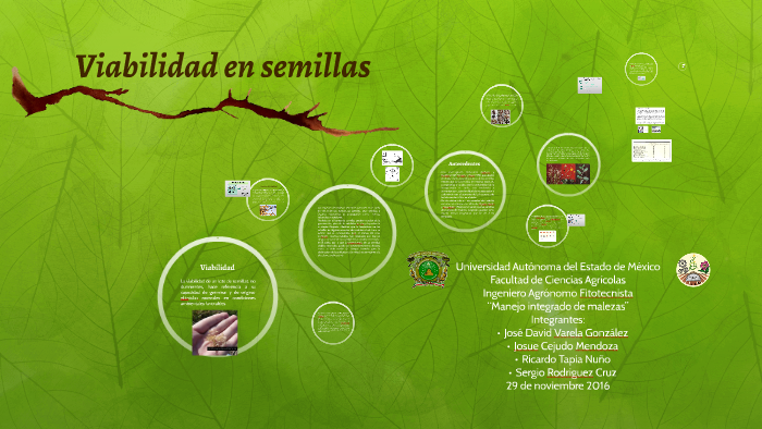 Viabilidad en semillas by David Varela González on Prezi