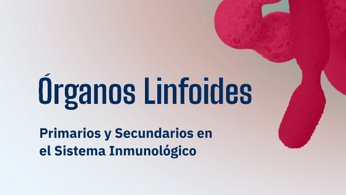 Órganos Linfoides by miguel cardiel on Prezi