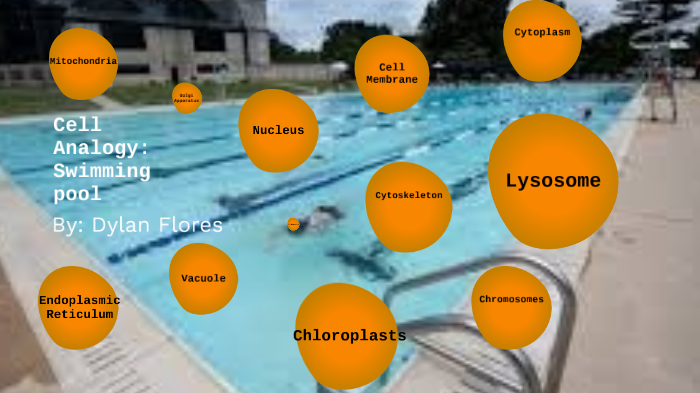 Cell Analogy: Swimming pool by DYLAN FLORES on Prezi