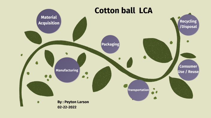 Cotton ball LCA by Peyton Larson on Prezi