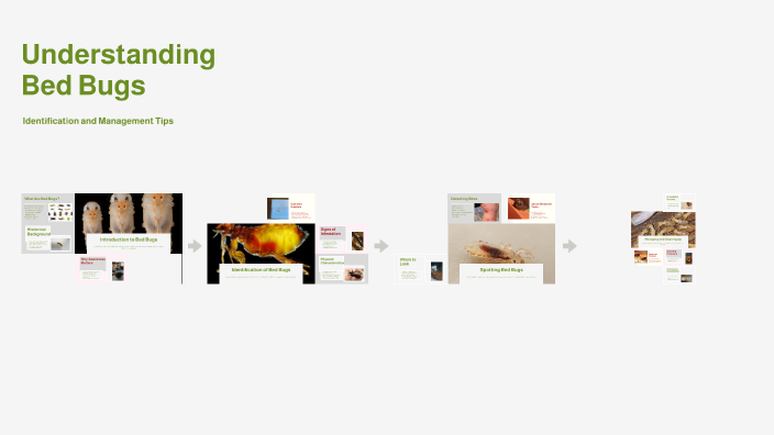 Understanding Bed Bugs by Melanie Bulfon on Prezi