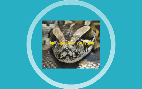 Burmese Python by Jake Chilton on Prezi