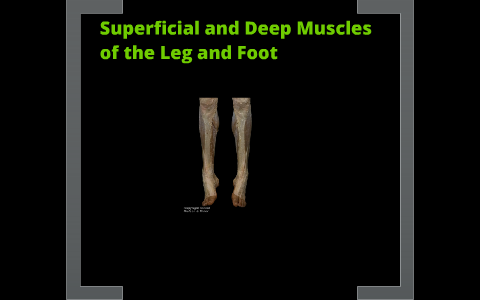 Superficial and Deep Muscles of the Lower Leg by elissa eisner on Prezi