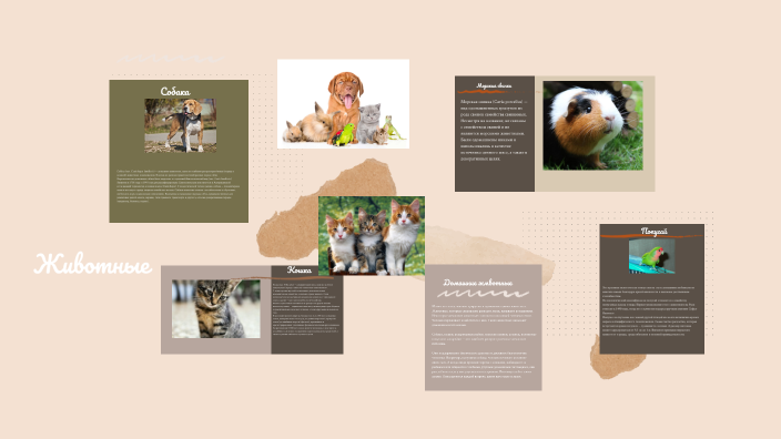 Animals by Ангелина Левашова on Prezi