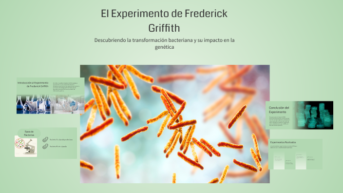 El Experimento de Frederick Griffith by Yesica foronda on Prezi