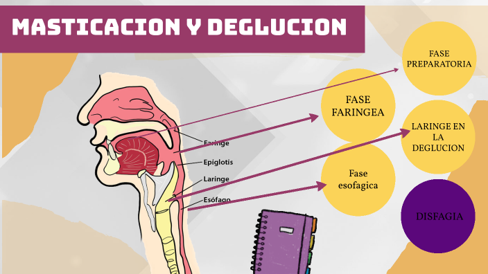 Masticacion y deglucion by MEY ALIZON QUISPE GARCIA on Prezi