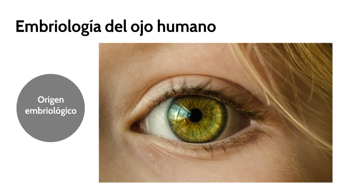 Embriología del ojo humano by julia marcos on Prezi