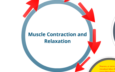 Muscle Contraction & Relaxation by Abby Betts on Prezi