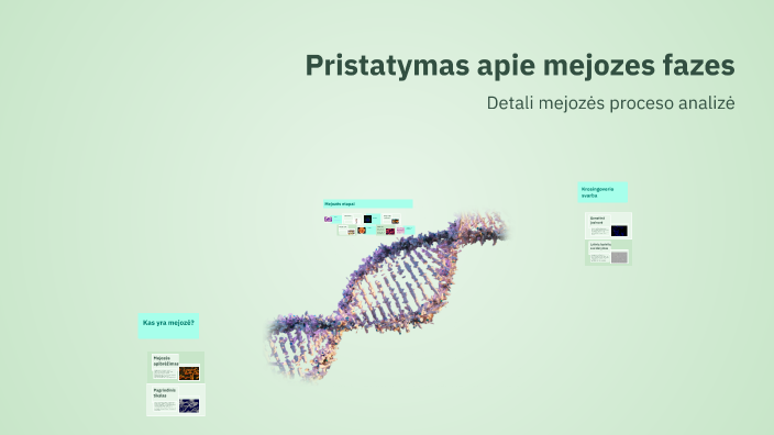 Pristatymas apie mejozes fazes by Ariana Jankunec on Prezi