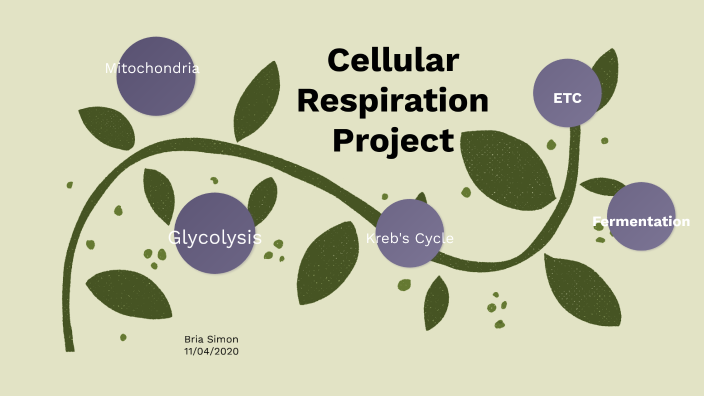 Cellular Respiration Example by Bria Simon on Prezi