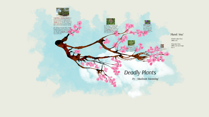 Seemingly Harmless Plants That are Actually Deadly by Madison M. on Prezi