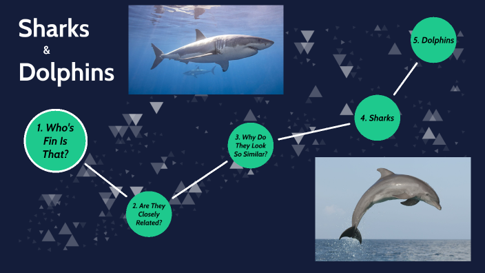 Sharks and Dolphins by sofia gerson on Prezi