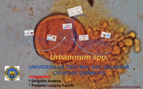 Urbanorum spp. by Karina Peñafiel on Prezi