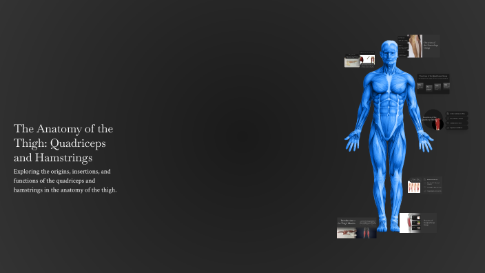 The Anatomy of the Thigh: Quadriceps and Hamstrings by Caiden Martin on ...