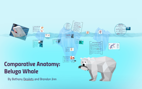 Beluga Whale by Bethany Desilets on Prezi