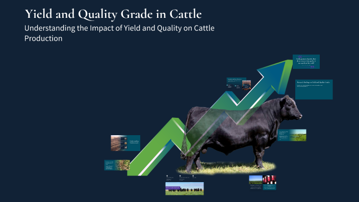 Yield and Quality Grade in Cattle by kacey Blair on Prezi
