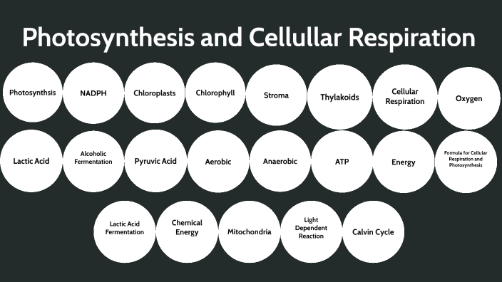 Photosynthesis and Cell Respiration Project by Quinn Faulk on Prezi