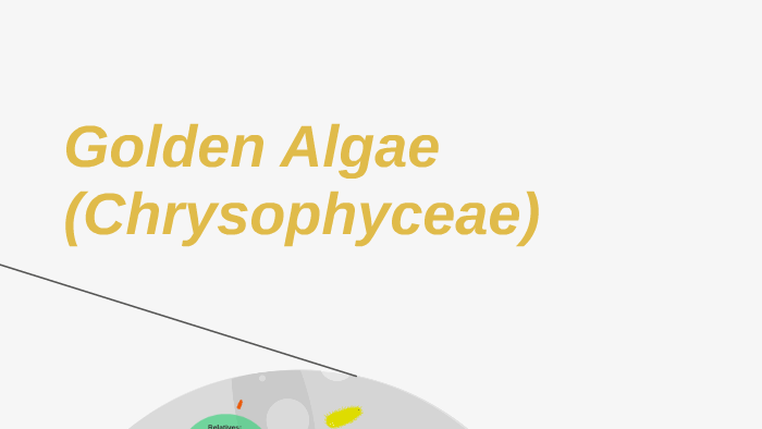 Golden Algae (Chrysophyceae) by Abigail W on Prezi