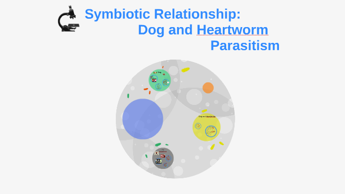 Symbiotic Relationship: Dog and Heartworm by brianna carpenter on Prezi