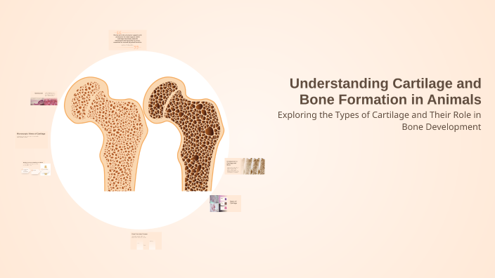 Understanding Cartilage and Bone Formation in Animals by Maryam Sakr on ...