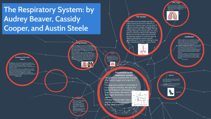 The Respiratory System: by Audrey Beaver, Cassidy Cooper, and Austin Steele by Audrey Beaver on ...