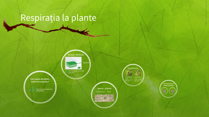 Respirația la plante by Branescu Bianca on Prezi