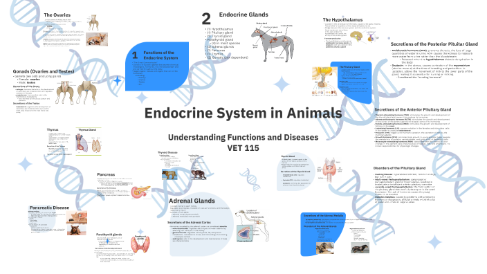 Endocrine System in Animals by Cinthya Beltran on Prezi