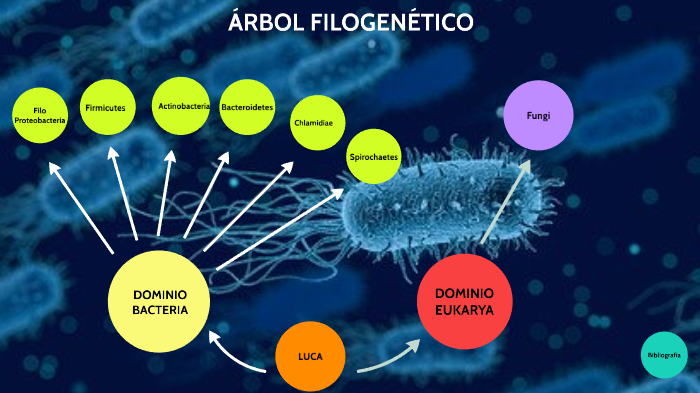 ÁRBOL FILOGENÉTICO by Camila Blanco Leyva on Prezi