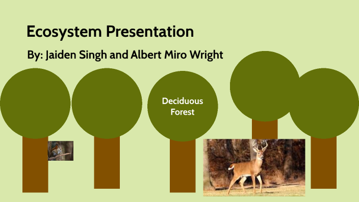 Ecosystem by Jaiden Singh on Prezi