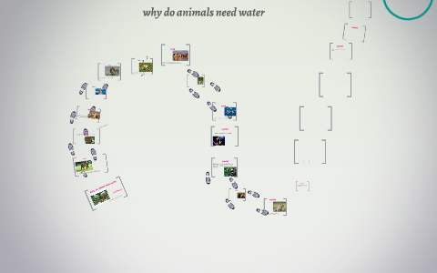 why do animal need water by erika alvarado on Prezi
