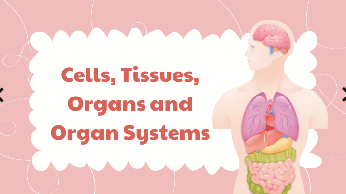 Cells, tissues, Organs and Organ Systems by Nina Zhang2 on Prezi