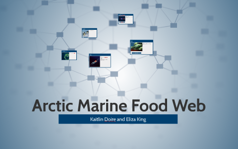 Arctic Food Web by Kaite D on Prezi