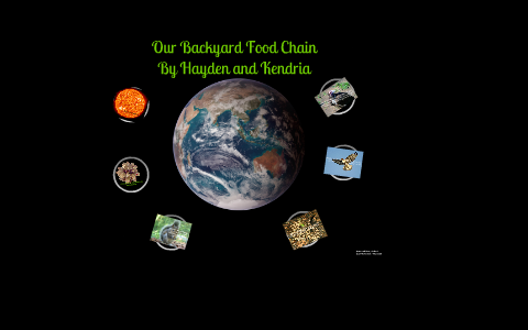 My Backyard Food Chain by Hayden Kreitzer on Prezi