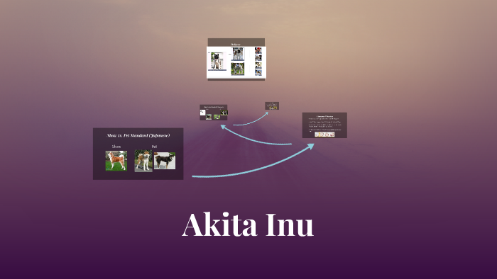 Akita Inu by Molly Mize on Prezi